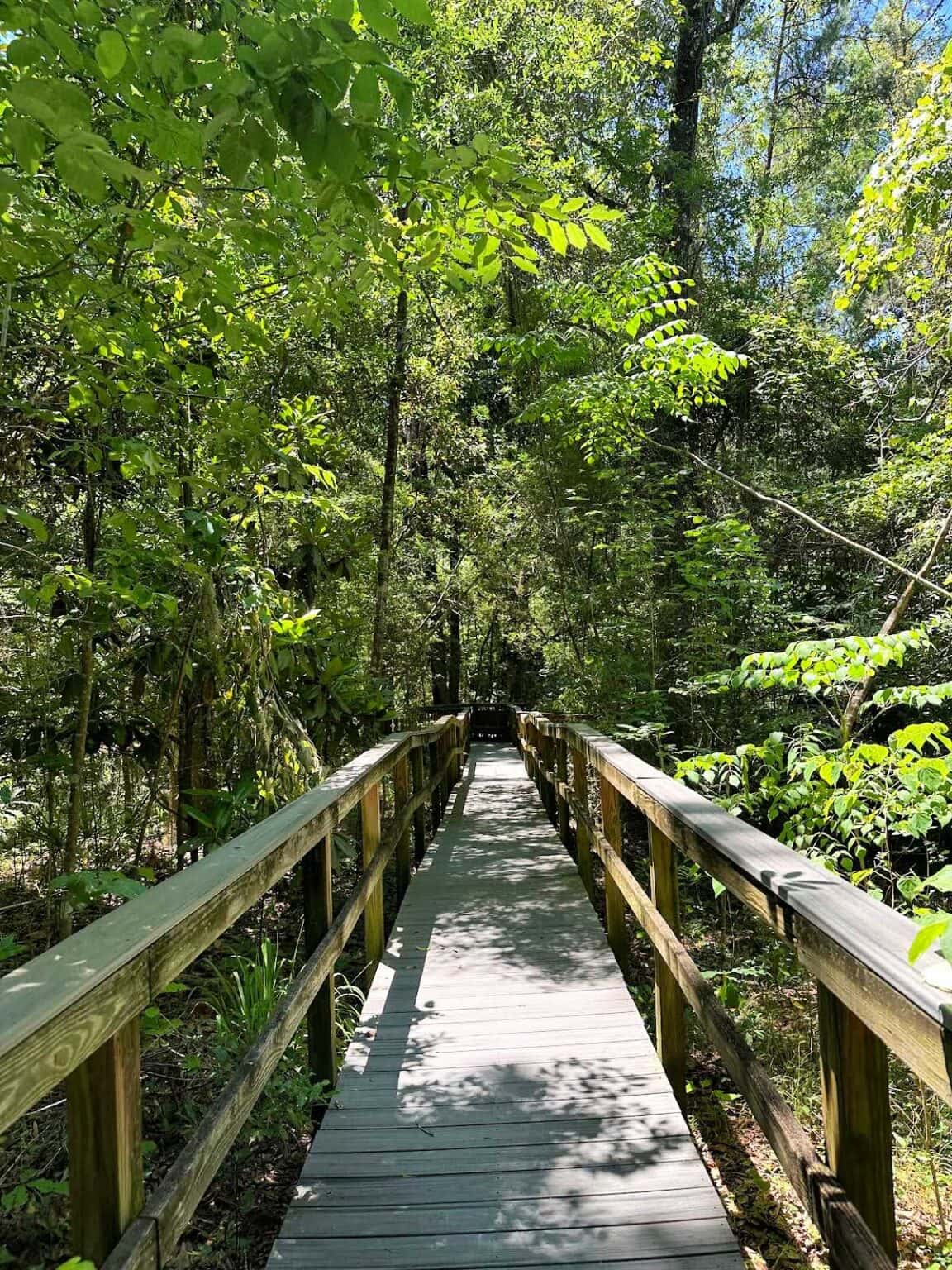 How to Spend One Day at Edward Ball Wakulla Springs State Park ...